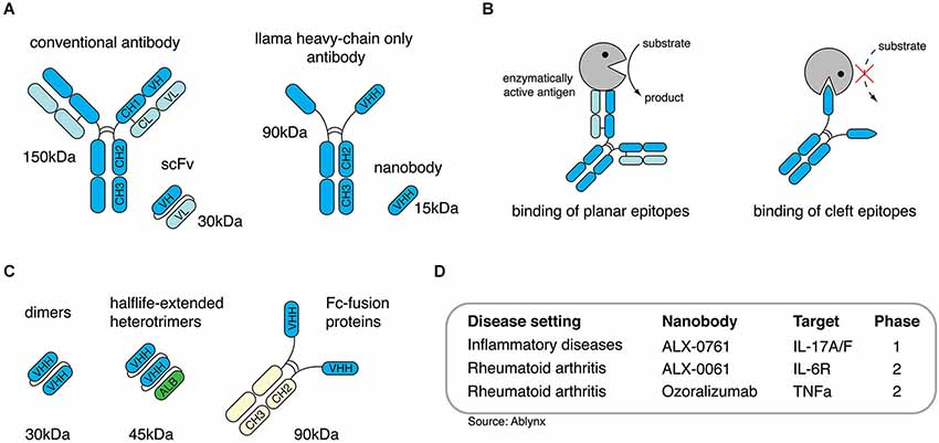 Single Domain Antibodies and Specific Membrane Receptors (Blood-brain Barrier) – Creative ...