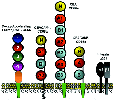 Anti-CEACAM6 ADC - Creative Biolabs