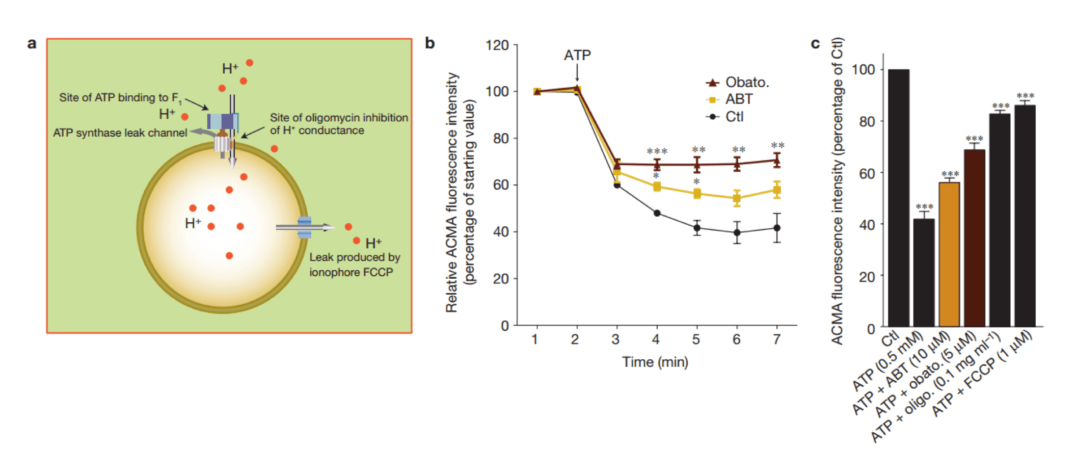 Oligomycins-oxidative Phosphorylation Inhibitor - Creative Biolabs