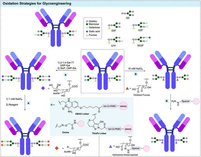 Carbohydrate Based Conjugation - Creative Biolabs