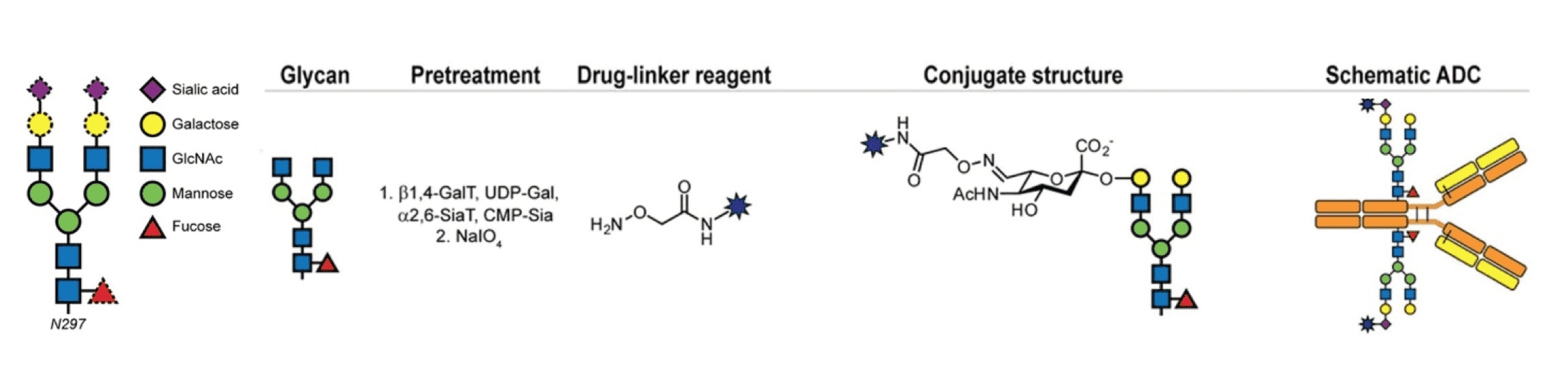 Carbohydrate Based Conjugation - Creative Biolabs