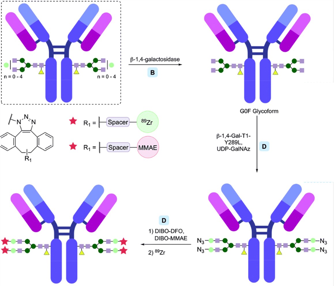 Carbohydrate Based Conjugation - Creative Biolabs