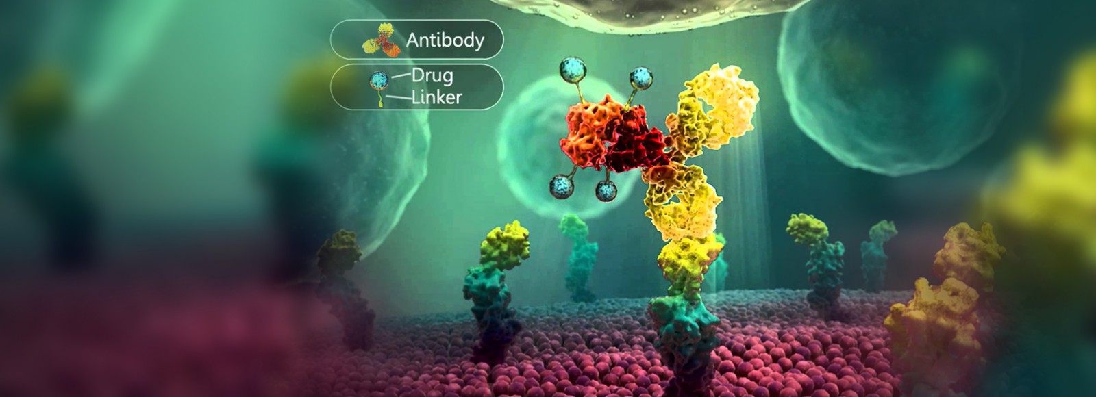 Creative Biolabs ADC Blog – Antibody-Drug Conjugate (ADC) – Creative Biolabs