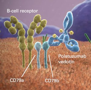 ADC-Polatuzumab Vedotin targeting CD79b has been prioritized by FDA in ...