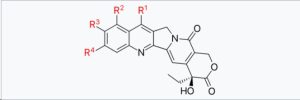 How to Screen an ADC Payload? – Creative Biolabs ADC Blog