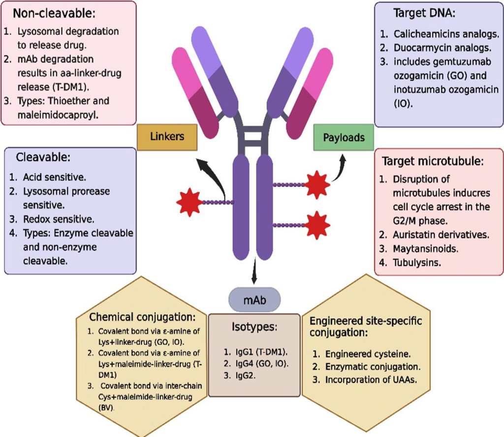 ADCs in Cancer Therapy: Innovations, Challenges, and Outlooks ...