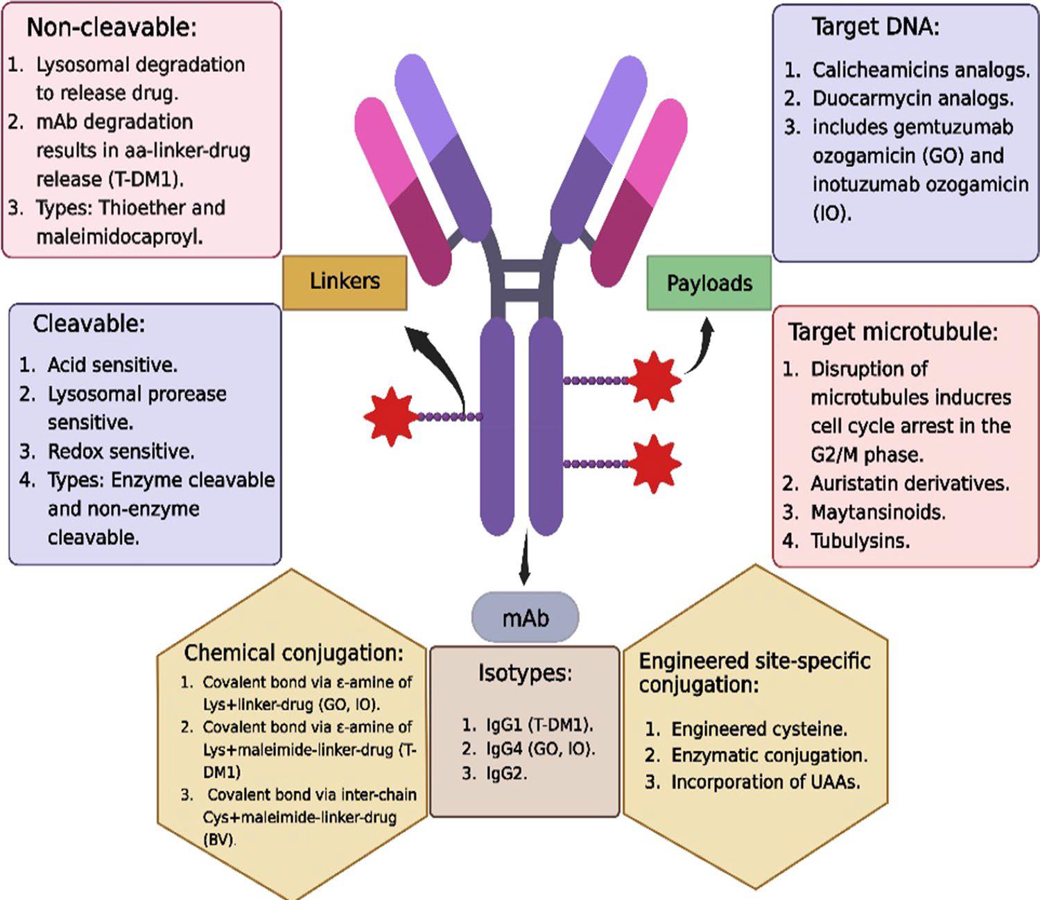 ADCs in Cancer Therapy: Innovations, Challenges, and Outlooks – Creative Biolabs ADC Blog