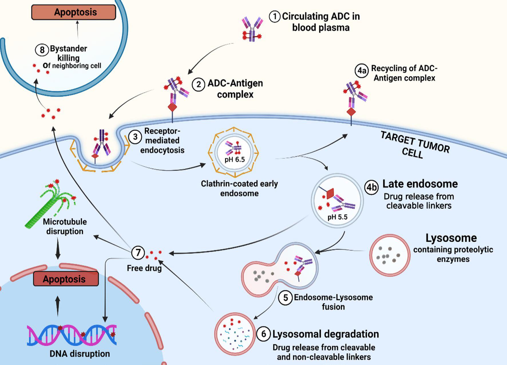 ADCs in Cancer Therapy: Innovations, Challenges, and Outlooks – Creative Biolabs ADC Blog
