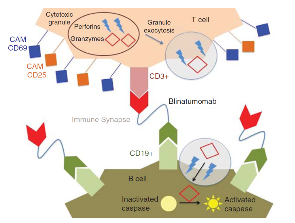 Research and Development of Blinatumomab in B Cell Malignant Tumor ...