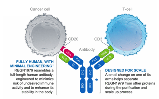 Regeneron’s Lymphoma Bispecific Antibody Drug Achieved 100% Overall Response Rate – Creative ...