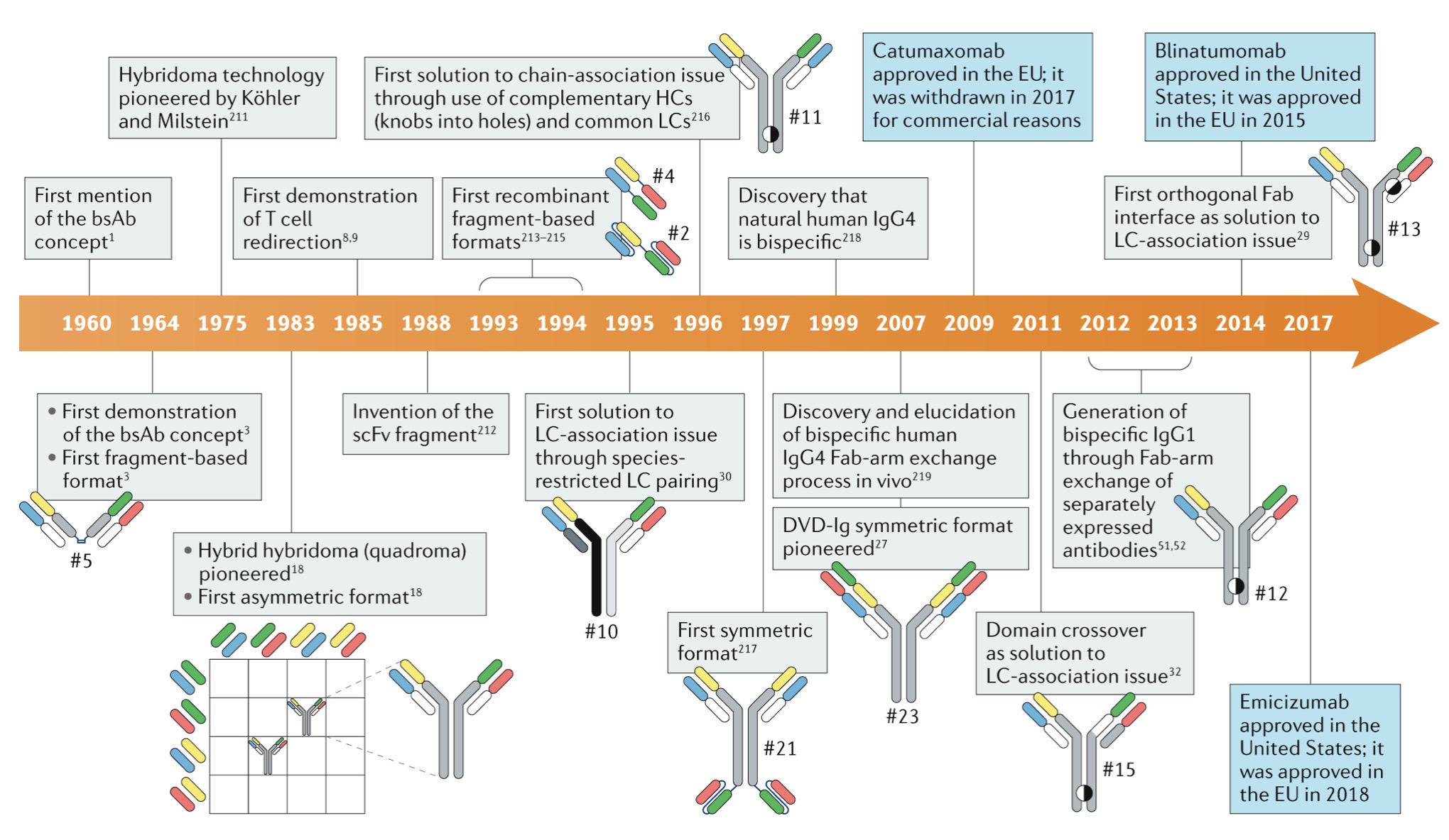 How to Develop A Qualified Bispecific Antibody – Creative Biolabs ...