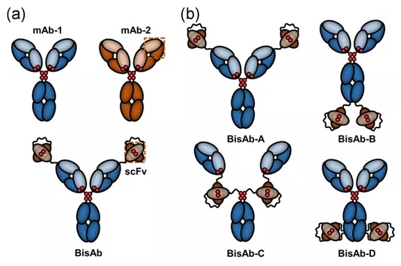 Reduction and Fragmentation of Bispecific Antibodies – Creative Biolabs ...