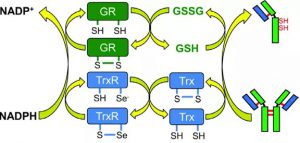 Reduction and Fragmentation of Bispecific Antibodies – Creative Biolabs ...