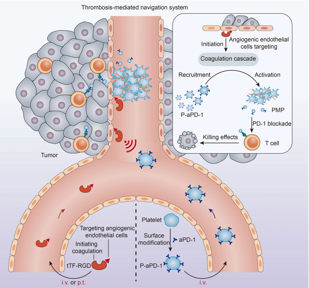 Recruiting Anti-PD-1 Coupled Platelets to Enhance Cancer Immunotherapy ...