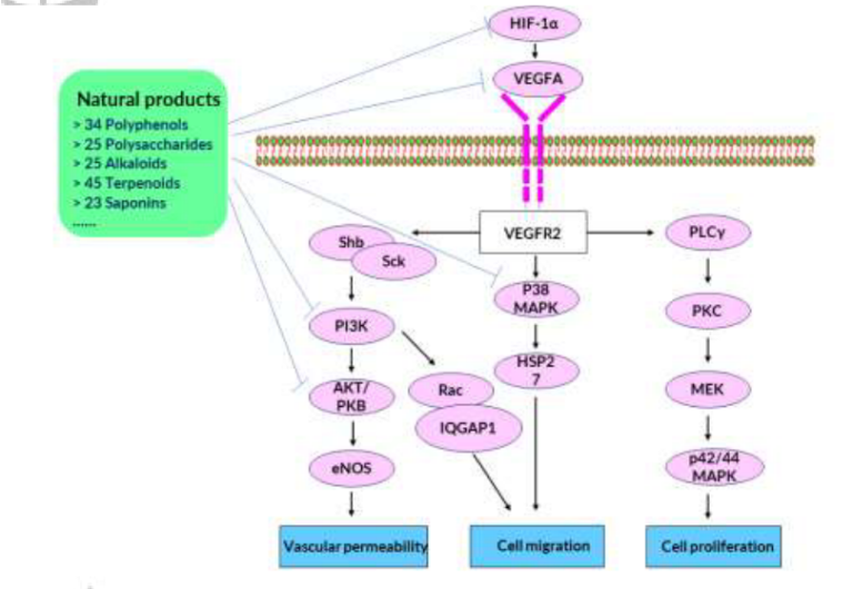 Natural Products Targeting Tumor Angiogenesis Creative Biolabs