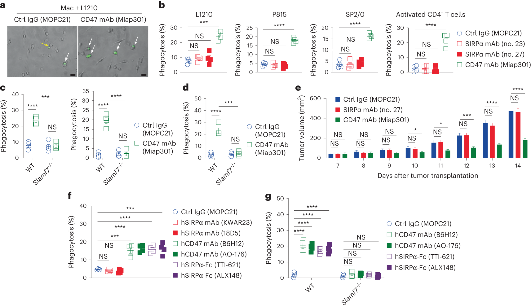 Unveiling a New Mechanism: How CD47 Shields Cancer Cells from Immune ...