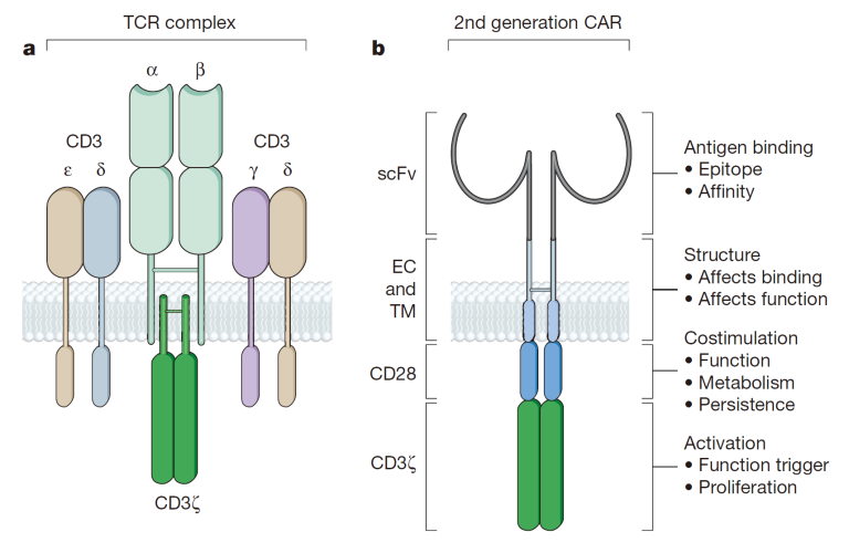 The Development of CAR Gene Construction – Creative Biolabs CAR-T Blog