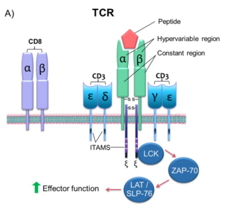 TCR, A New Star of Immune Cell Therapy – Creative Biolabs CAR-T Blog