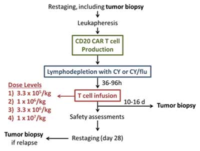 CAR T Cells Manufacture Upgrades – Creative Biolabs CAR-T Blog