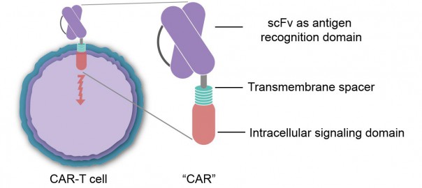 CD19-CARs – Creative Biolabs CAR-T Blog