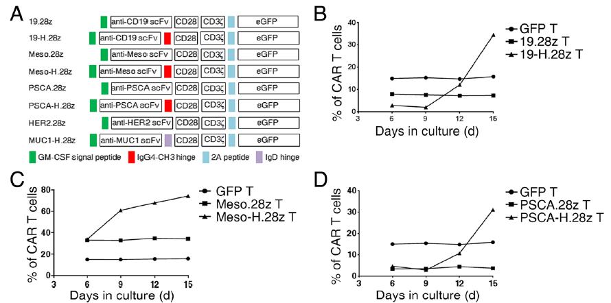 What Is the Important Role of the Transmembrane Spacer Domain in CAR ...