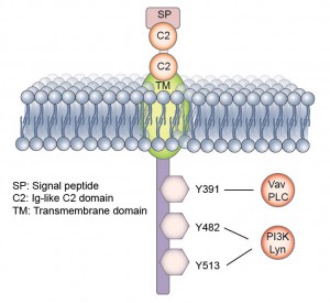 What Is CD19 Antigen? – Creative Biolabs CAR-T Blog