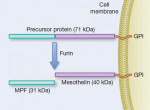 What Is Mesothelin？ – Creative Biolabs CAR-T Blog