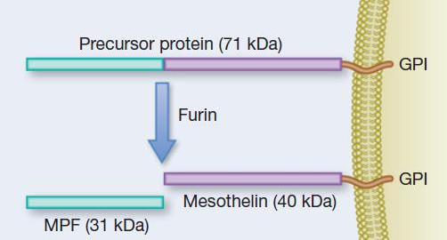 Mesothelin (MSLN) – Creative Biolabs CAR-T Blog