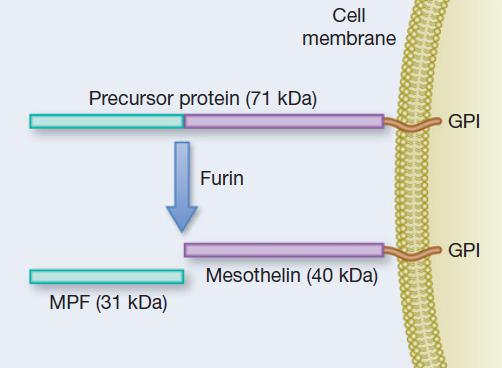 What Is Mesothelin？ – Creative Biolabs CAR-T Blog