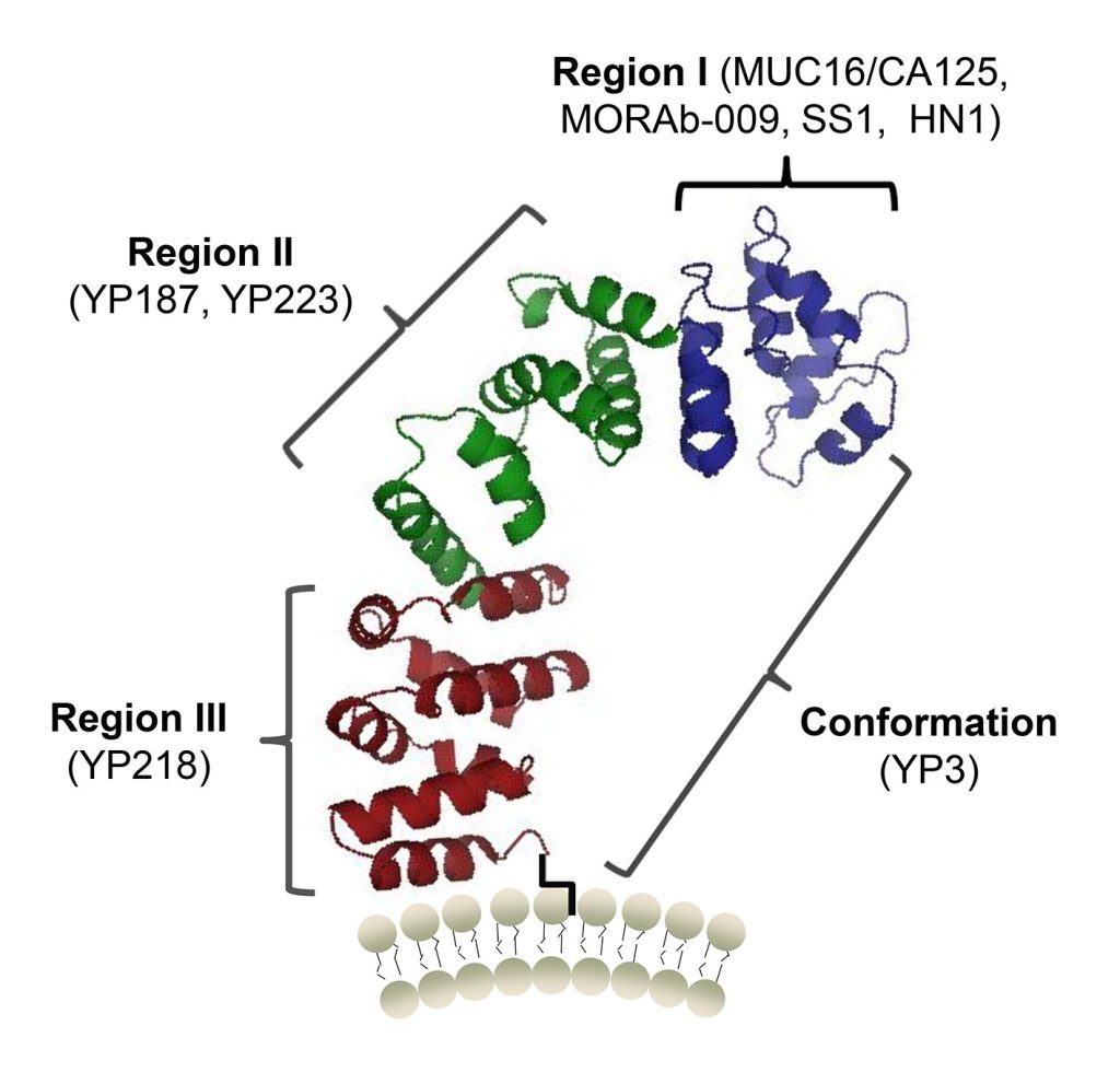 What Is Mesothelin？ – Creative Biolabs CAR-T Blog