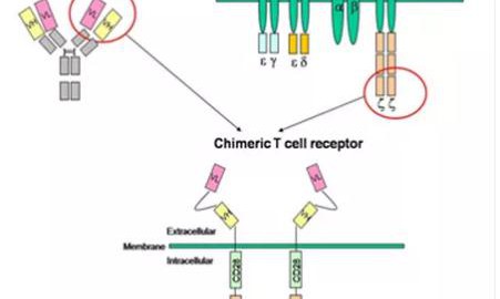 chimeric antigen receptor T-cell immunotherapy – Creative Biolabs CAR-T Blog