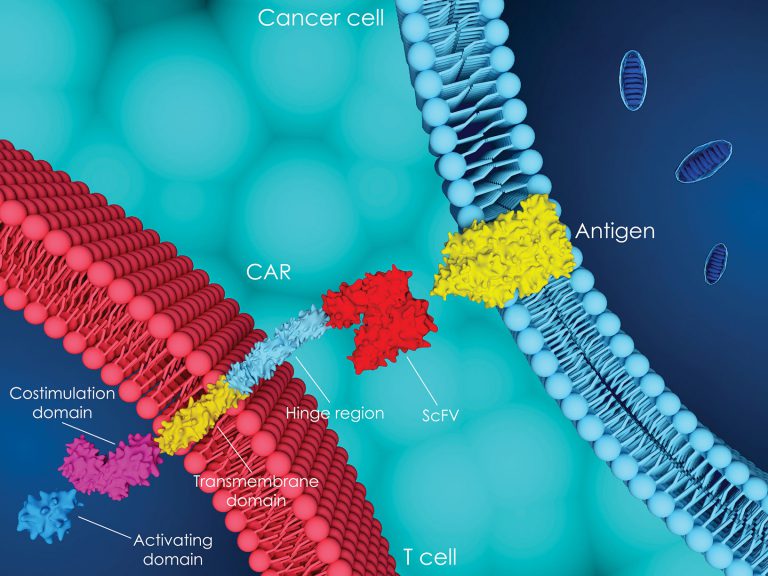 CAR-T VS BsAb: A Comparative Analysis Based on Clinical Data from 2018 ...