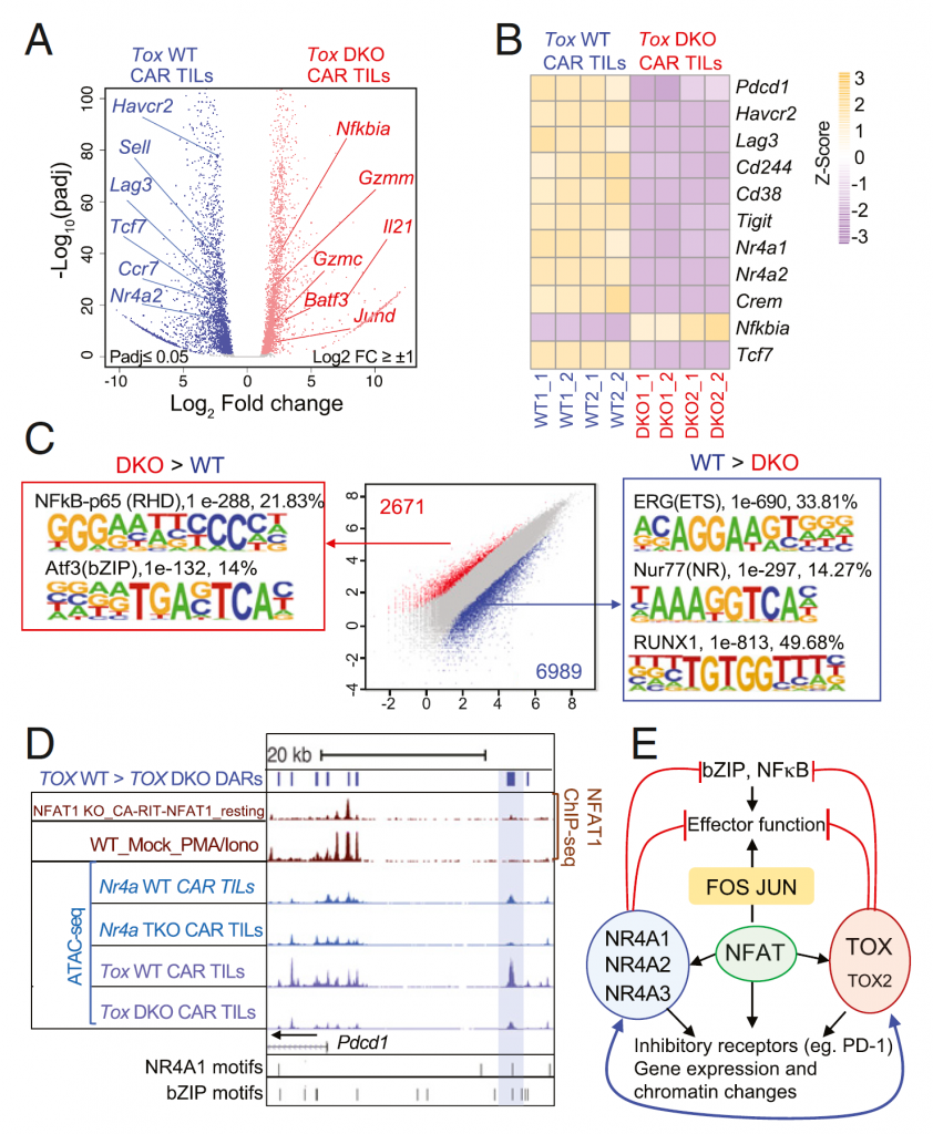 PNAS: Targeting Tox and Tox2 is Expected to Improve the Treatment of ...