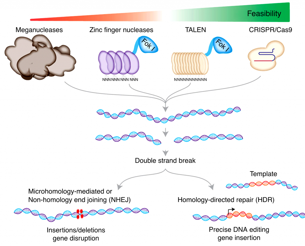 CAR-T Therapy Evolution—Application of Non-viral Vector and Gene Knock ...