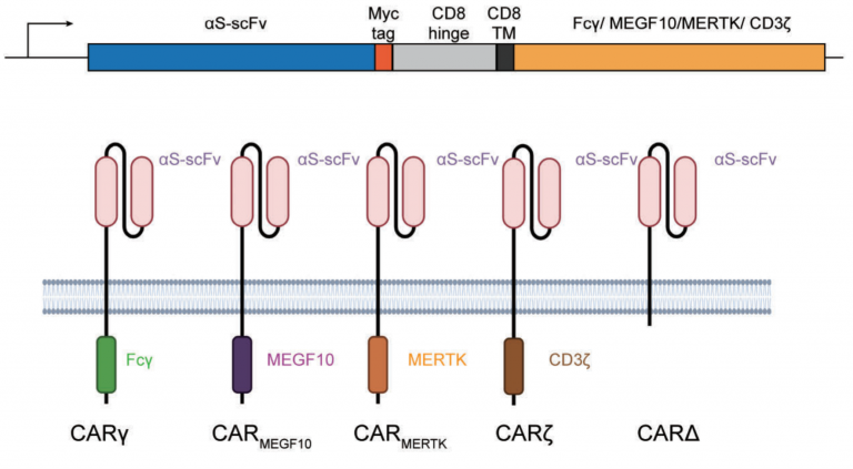 The Potential of CAR-Macrophages Therapy in Novel Coronavirus Clearance ...