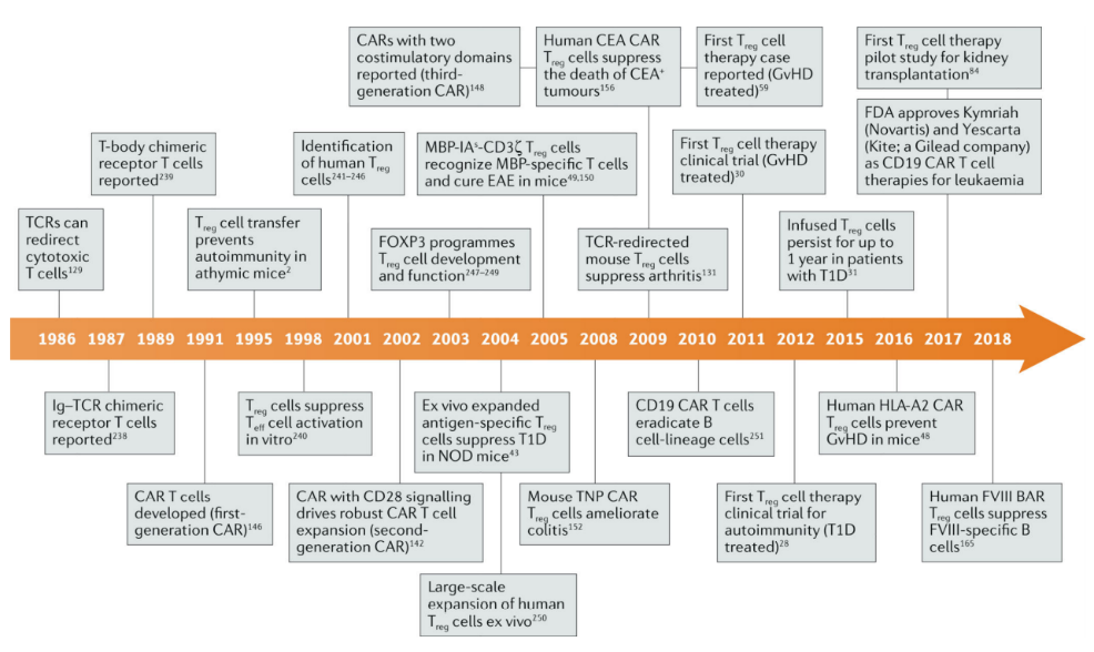The Future of Regulatory T Cell (Treg) Therapy: CAR-Treg – Creative ...