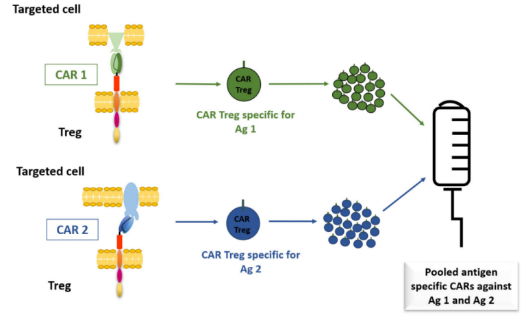 The Future of Regulatory T Cell (Treg) Therapy: CAR-Treg – Creative ...