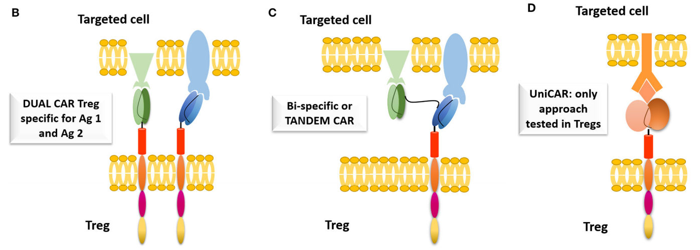 The Future of Regulatory T Cell (Treg) Therapy: CAR-Treg – Creative Biolabs CAR-T Blog