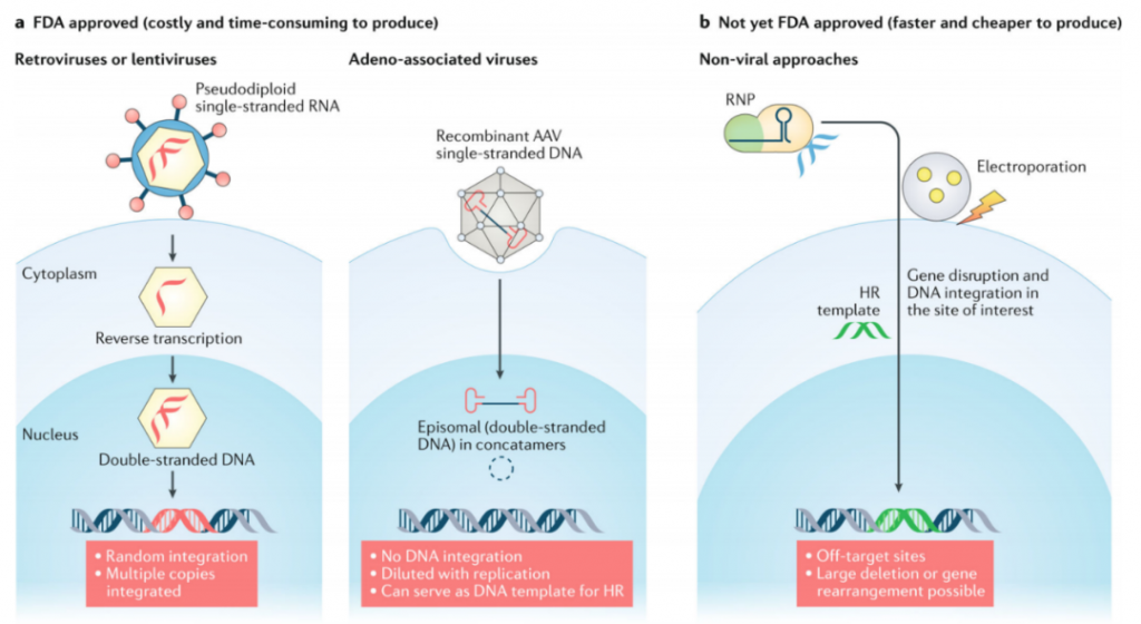 The Future of Regulatory T Cell (Treg) Therapy: CAR-Treg – Creative Biolabs CAR-T Blog