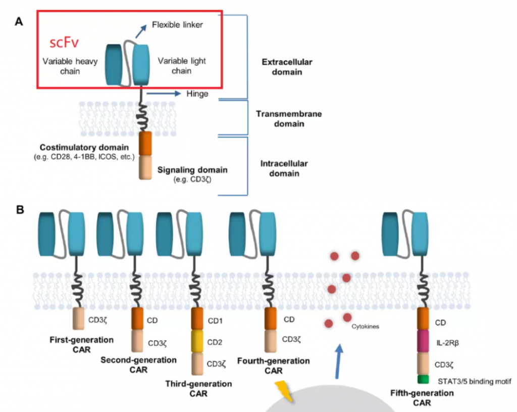 Effect of scFv Domain on the Function and Toxicity of CAR-T – Creative ...