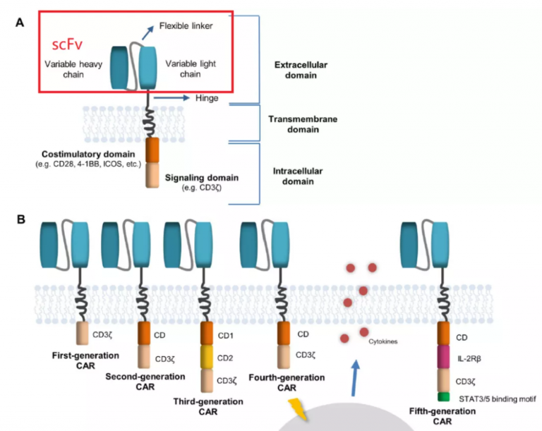Effect of scFv Domain on the Function and Toxicity of CAR-T – Creative ...