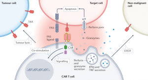 Overcoming On-Target Off-Tumor Toxicity of CAR T-Cell Therapy for Solid ...