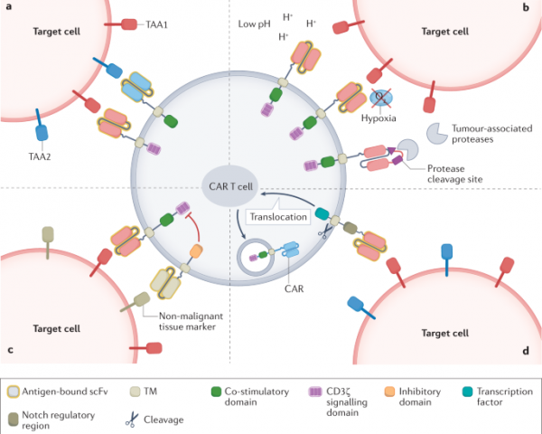 Overcoming On-Target Off-Tumor Toxicity of CAR T-Cell Therapy for Solid ...