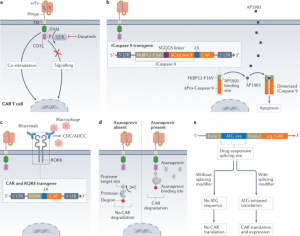 Overcoming On-Target Off-Tumor Toxicity of CAR T-Cell Therapy for Solid ...
