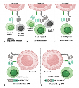 Dual-Target CAR-T Cell Therapy Is Driving Next Wave of Innovation in Immunotherapy – Creative ...