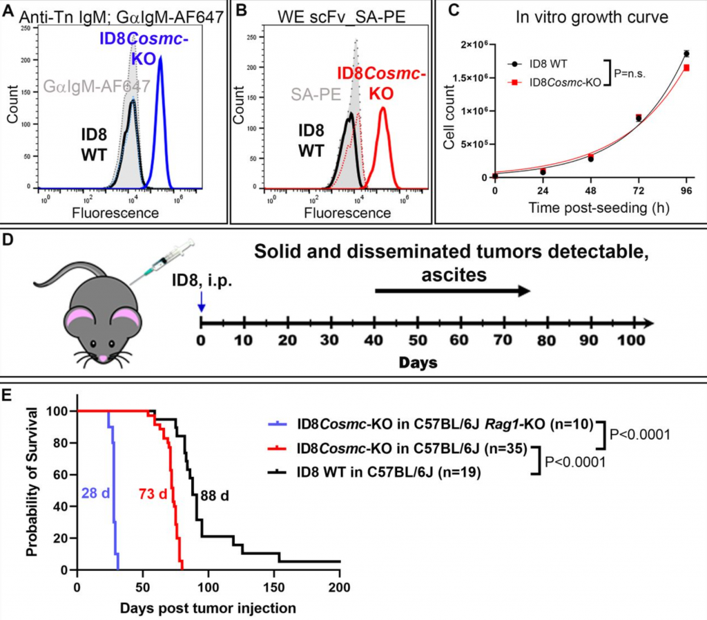 Single Dose of CAR-T Cells Holds Promise for Effective Ovarian Cancer ...