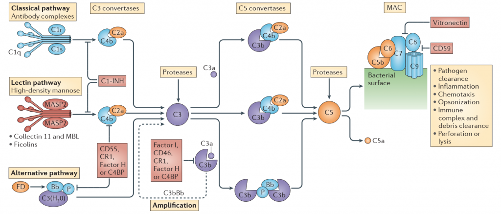Features of the Three Complement Activation Pathways – Creative Biolabs Complement Therapeutics Blog