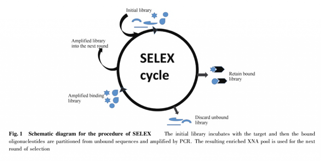 Application of Nucleic Acid Aptamers in Tumor Immunotherapy – Creative Biolabs Complement ...