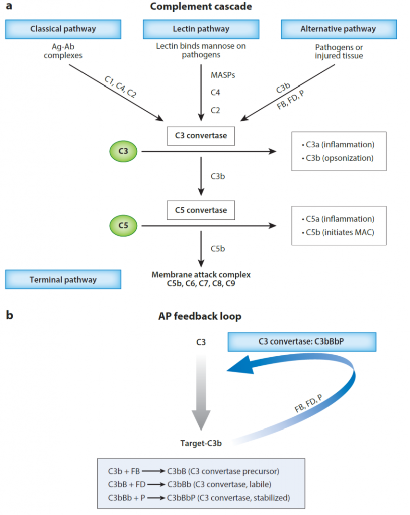 Successful Expansion of Complement Drugs into the Market for Major ...