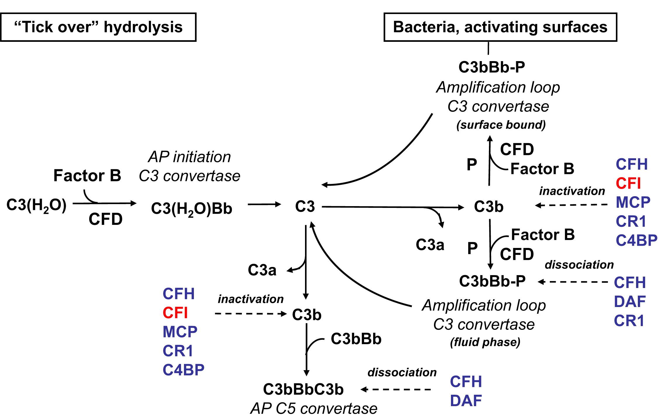 Biological Significance And Bioanalytical Strategies Of Complement Assays Creative Biolabs
